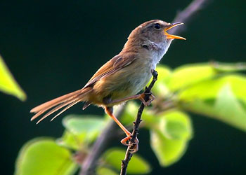 苇莺亚科 Acrocephalinae 蓝色动物学（中国动物学科普）